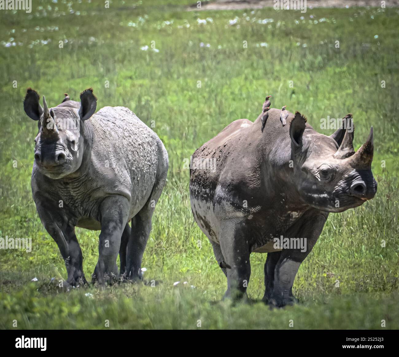Black rhinoceros (Diceros bicornis) are known for their two horns and ...