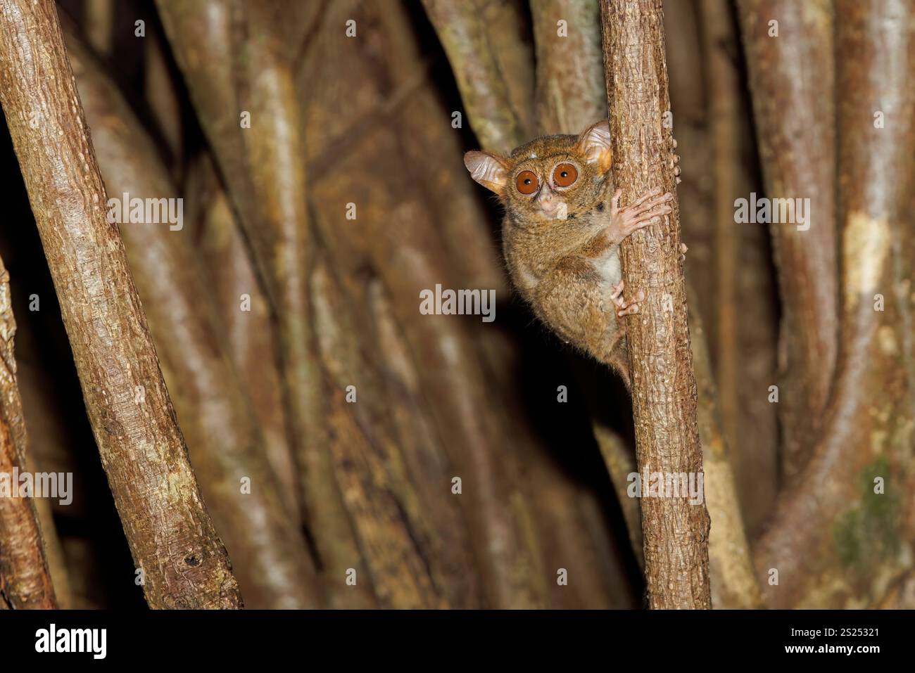 Gursky's Spectral Tarsier, Tangkoko, Northern Sulawesi, Indonesia ...