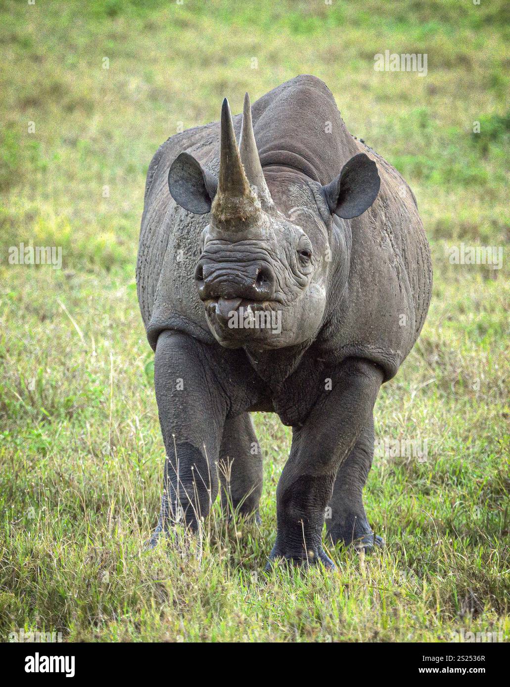 Black rhinoceros (Diceros bicornis) are known for their two horns and ...