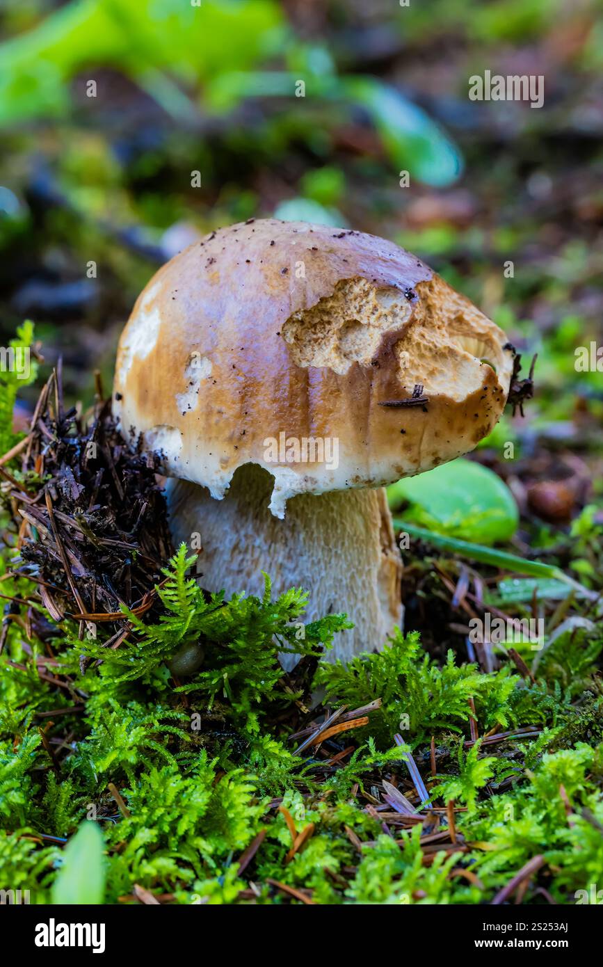 King Bolete, Boletus edulis, chewed on by rodents, in Cape ...
