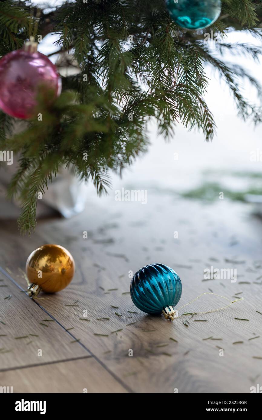 cleaning the apartment after Christmas, needles fall off the Christmas ...