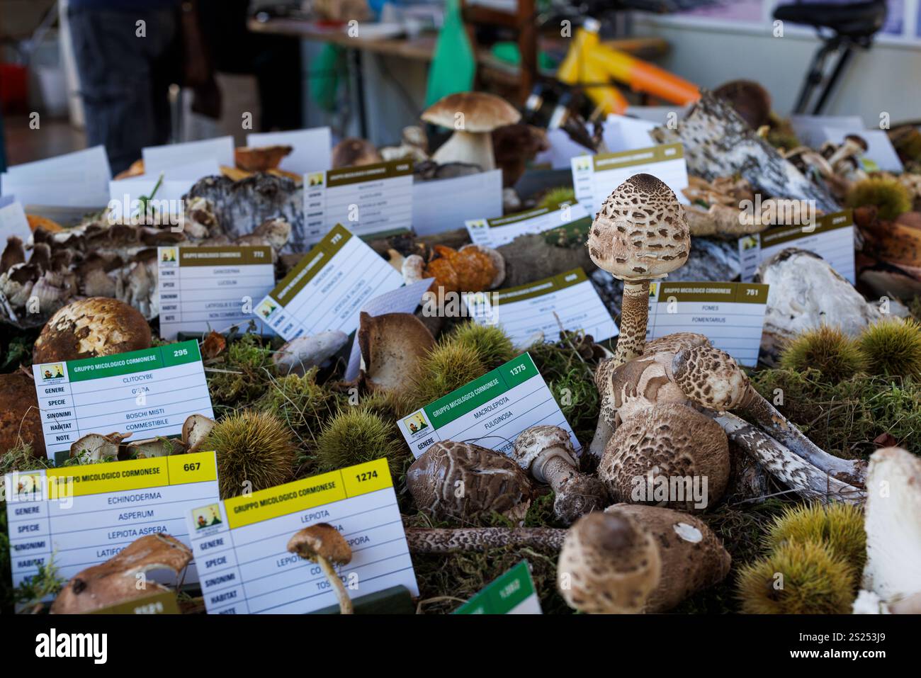 Variety of mushrooms displayed with labeled identification tags ...
