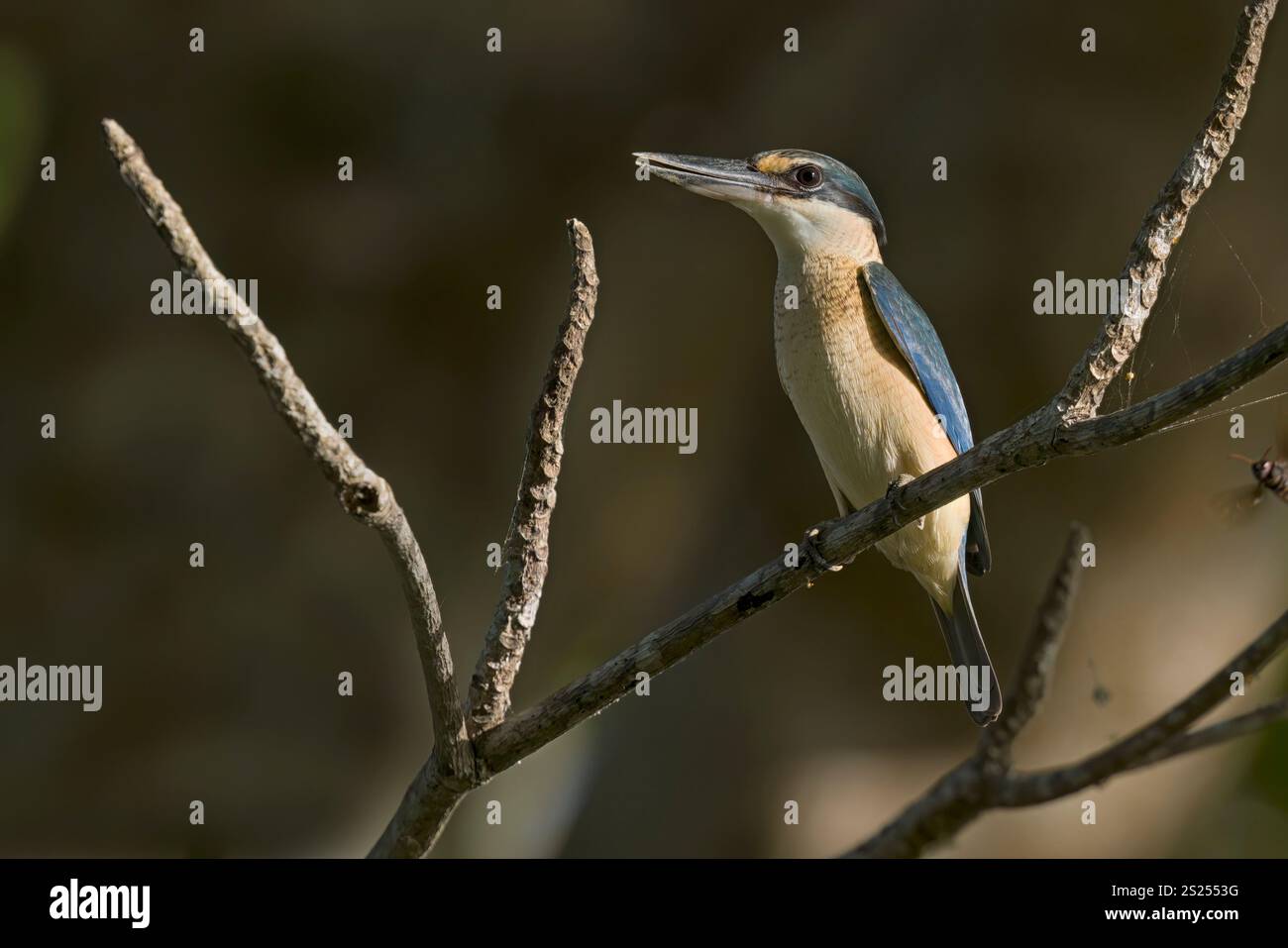 Pantai rondor river estuary hi-res stock photography and images - Alamy
