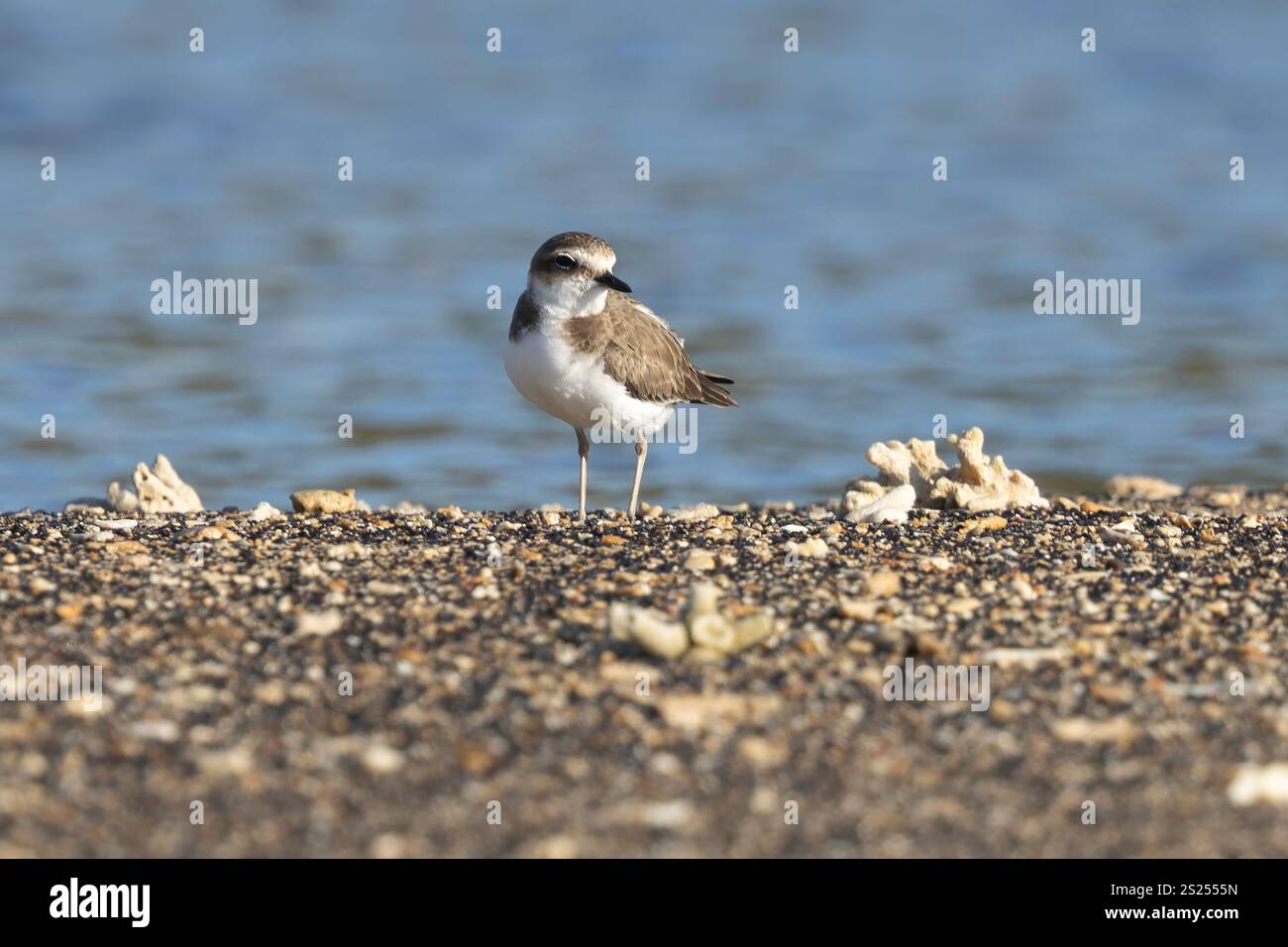 Javan Plover, Sampiran river mouth, Northern Sulawesi, Indonesia ...