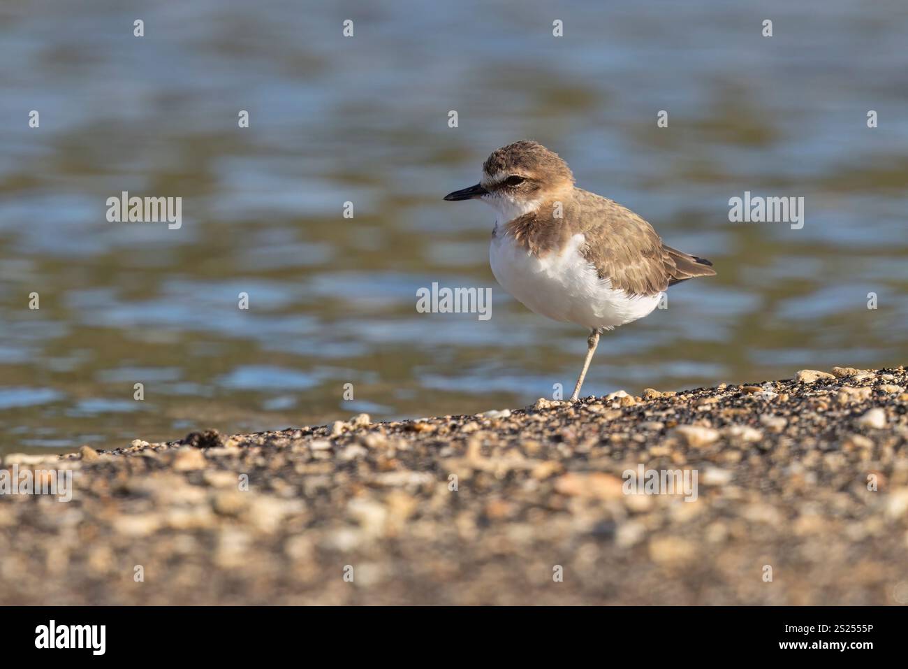 Javan Plover, Sampiran river mouth, Northern Sulawesi, Indonesia ...