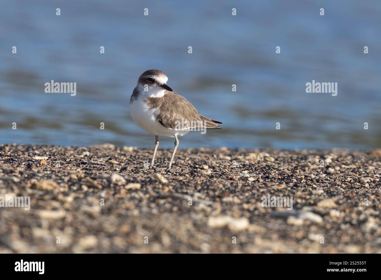 Javan Plover, Sampiran river mouth, Northern Sulawesi, Indonesia ...