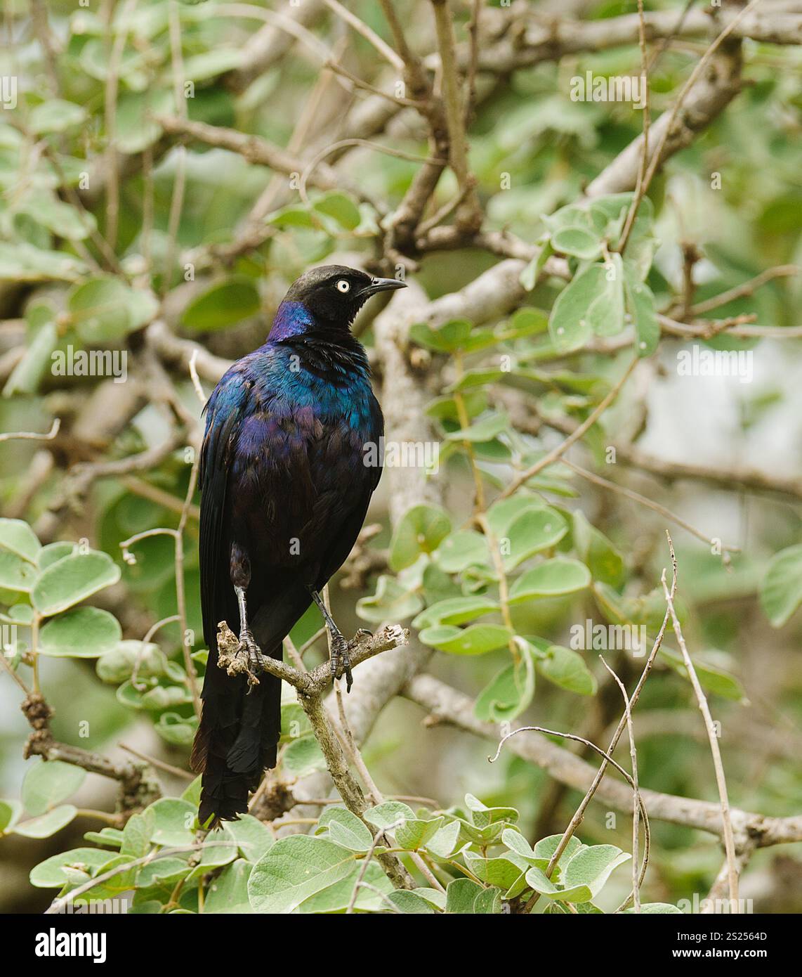 Ruppell's Long-tailed Starling (Lamprotornis purpuropterus Stock Photo ...