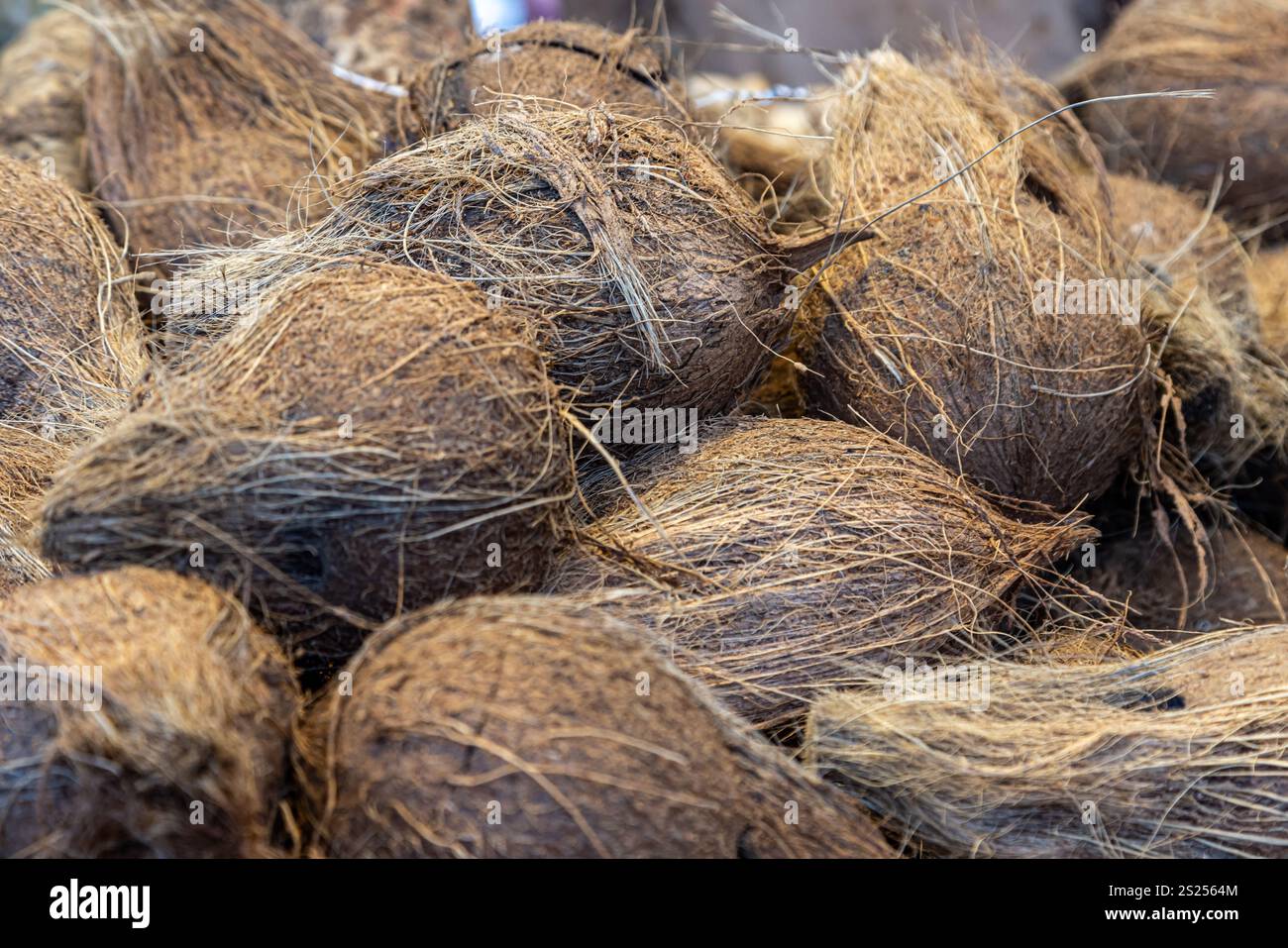 Coconuts for sale on a market stall, with a shallow depth of field ...