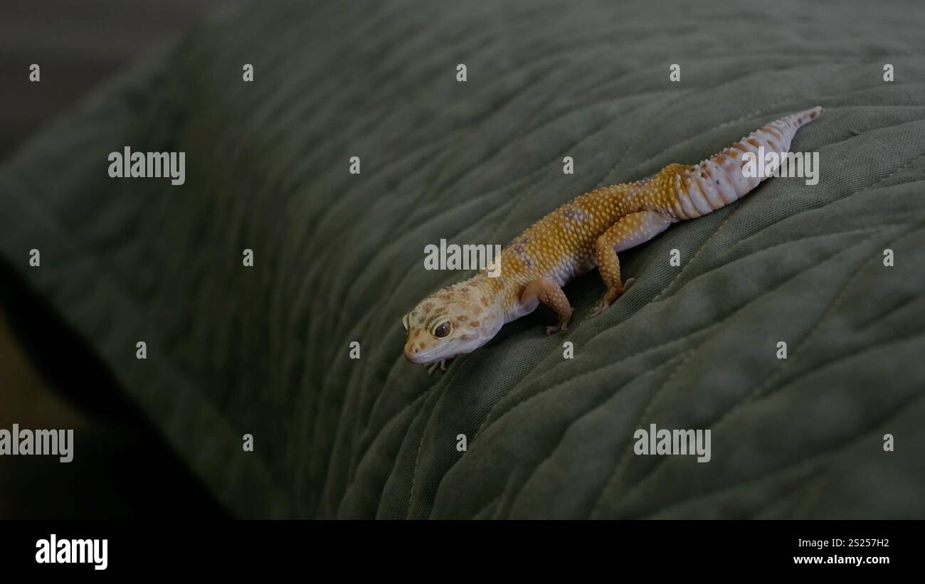 A yellow gecko moves gracefully on a quilted surface, blending ...