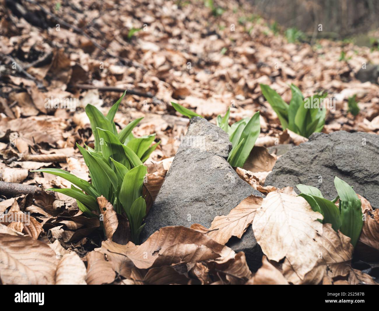 A close-up view of wild garlic plants (Allium ursinum) emerging through ...