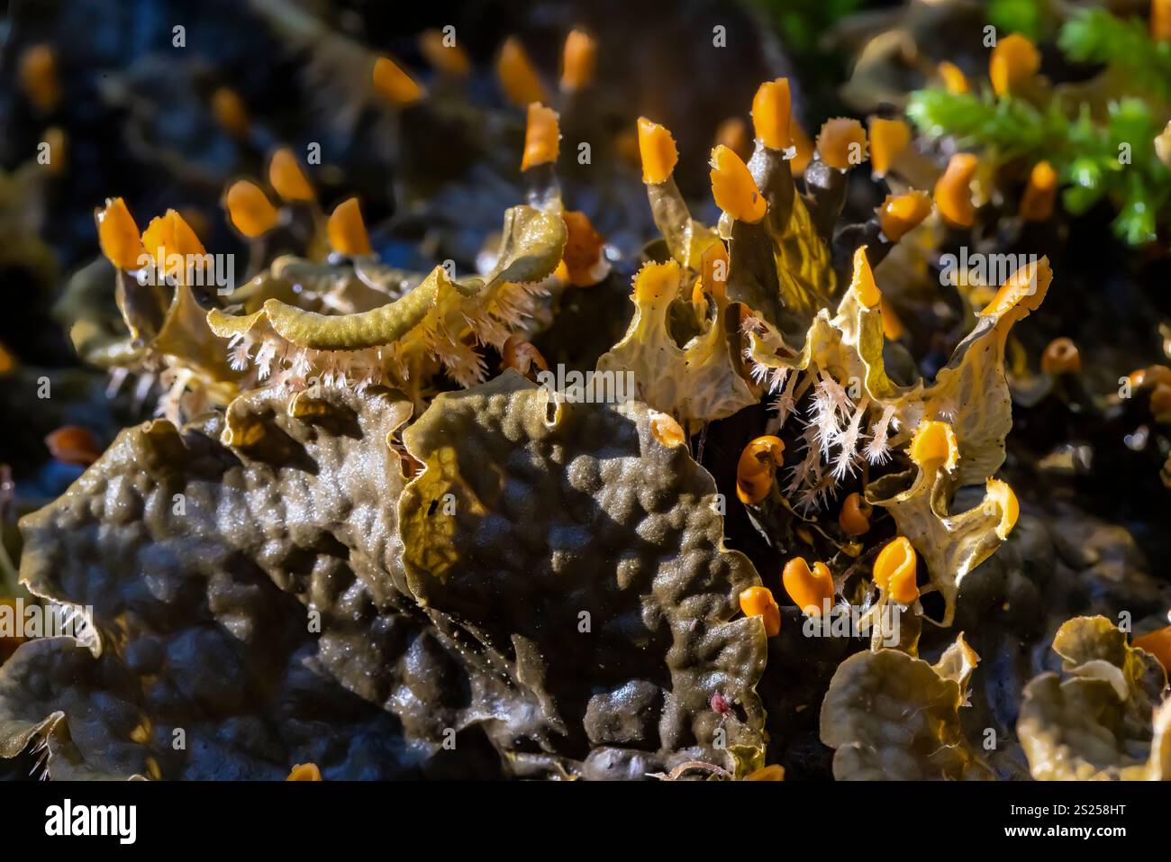 Membranous Dog-lichen, Peltigera membranacea, on forest floor in Cape ...