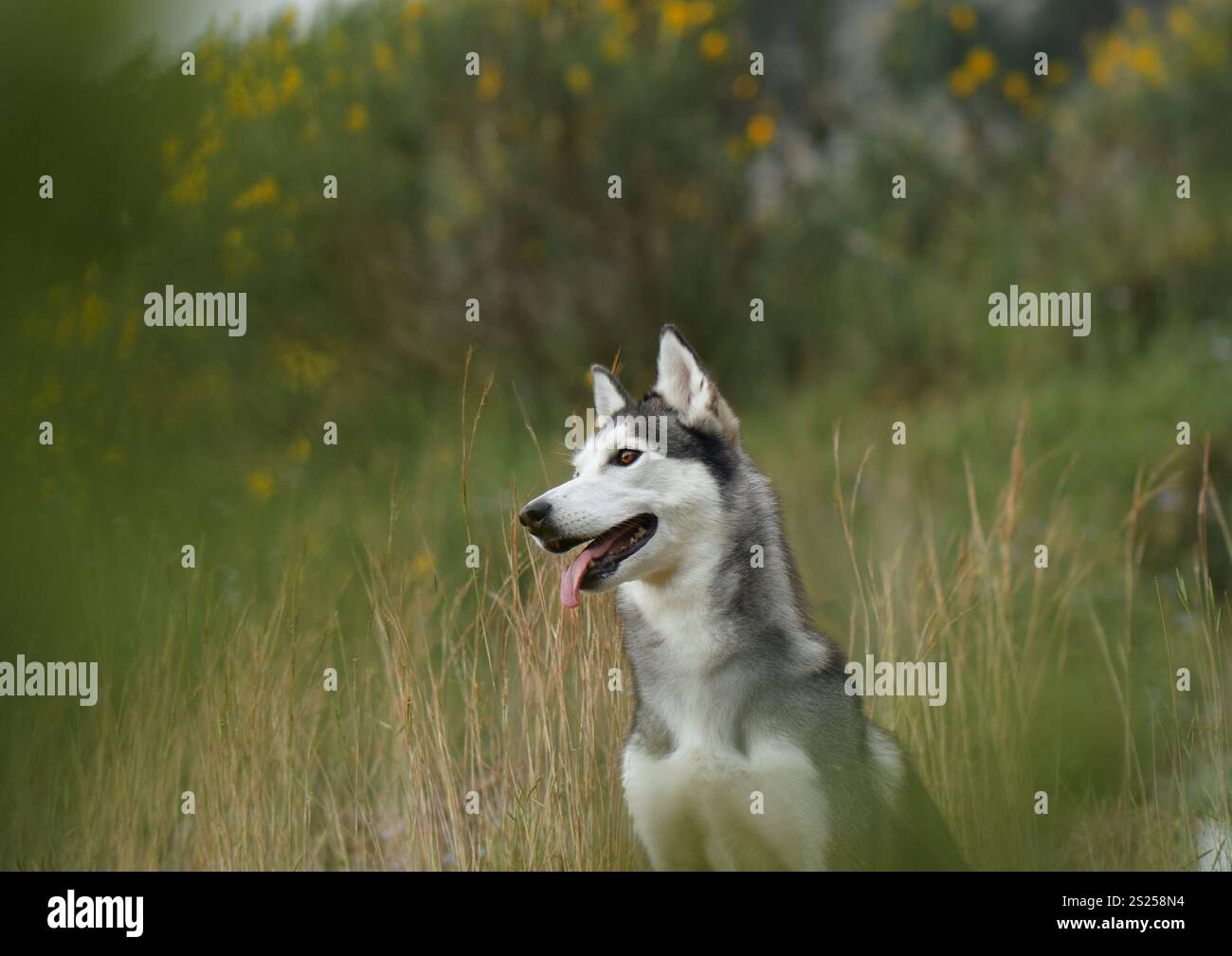 A Siberian Husky captured in a landscape filled with wildflowers ...