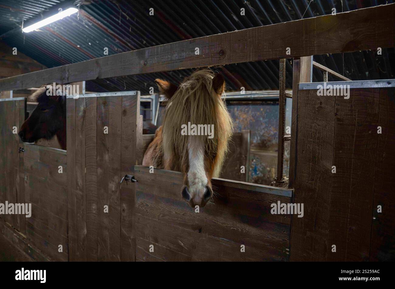 Akureiry, Iceland. 15th July, 2023. A group of Icelandic horses are ...