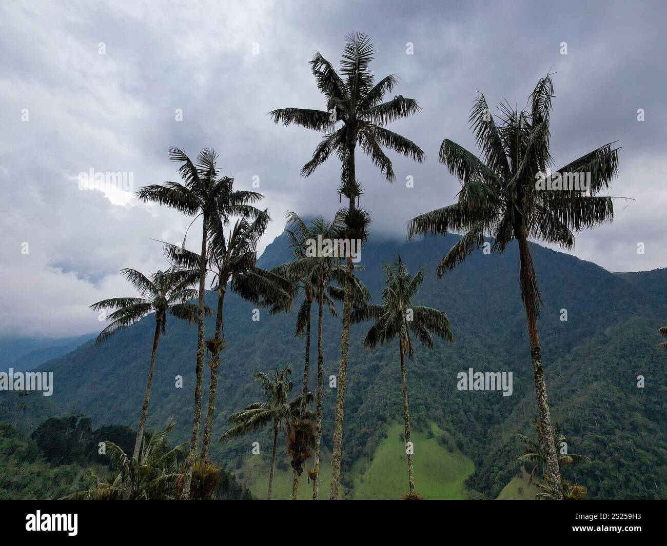 The World's Tallest Wax Palms (Ceroxylon quindiuense) Recognized by ...
