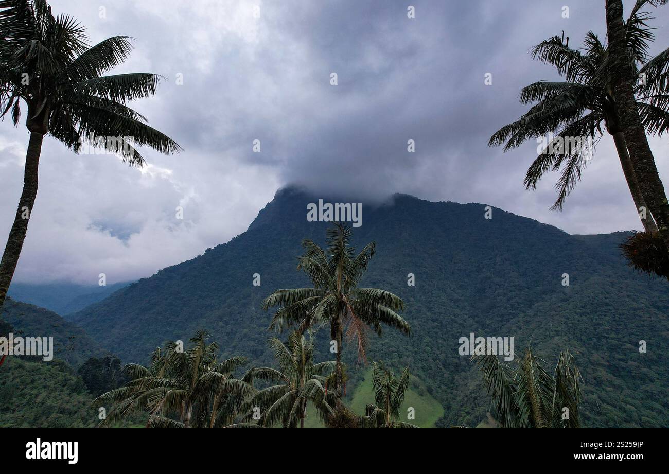 The World's Tallest Wax Palms (Ceroxylon quindiuense) Recognized by ...
