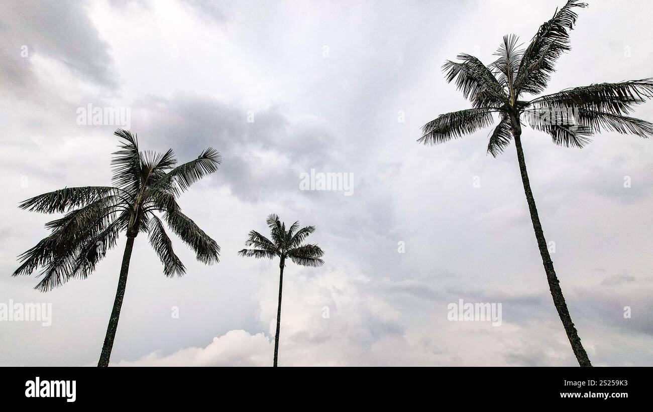 The World's Tallest Wax Palms (Ceroxylon quindiuense) Recognized by ...