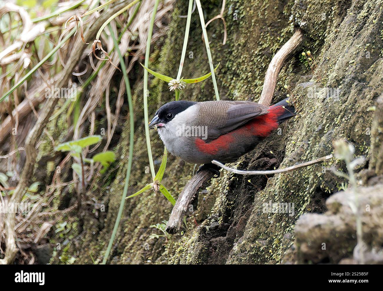 Weissbrustiges schwarzkopfchen hi-res stock photography and images - Alamy