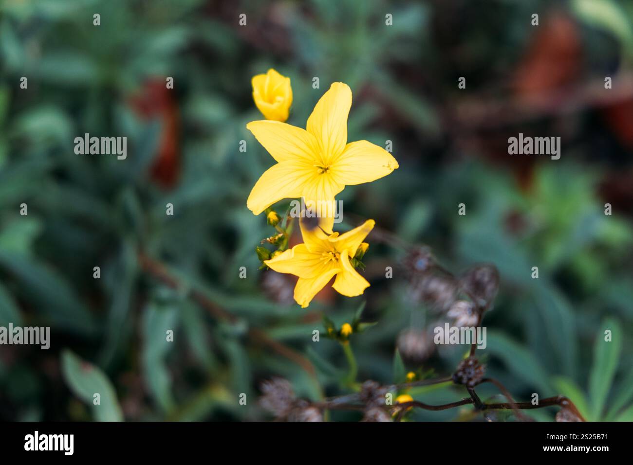 Light yellow campanulate flowers hi-res stock photography and images ...