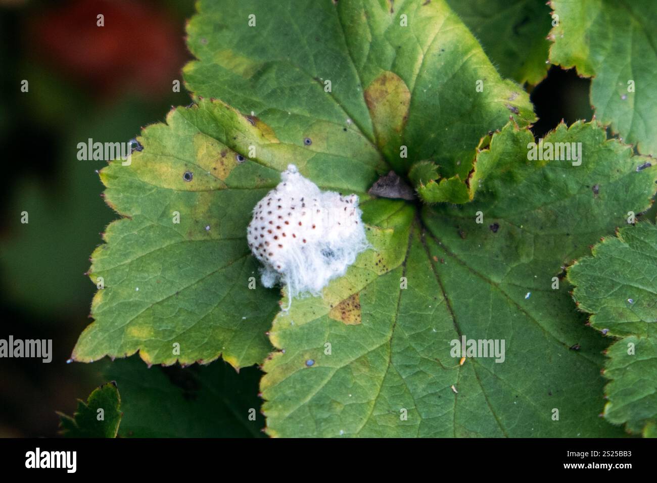Macro shot of a white cocoon-like structure or egg mass with small ...