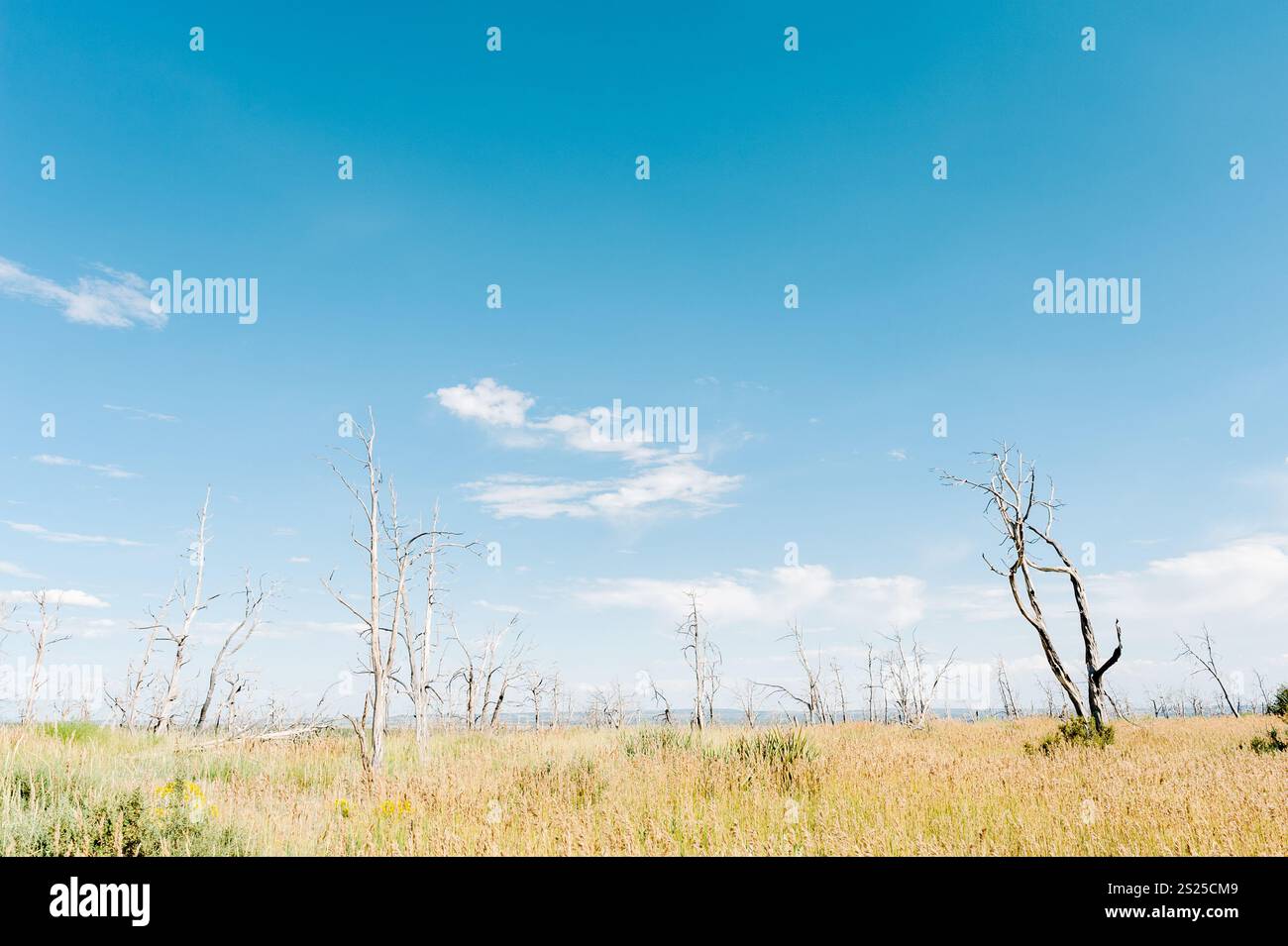 Dead trees in Mesa Verde National Park, Mesa Verde, Colorado Stock ...