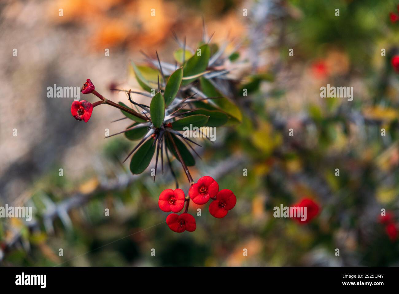 Euphorbia milii Crown-of-Thorns Plant with Vibrant Red Flowers and ...