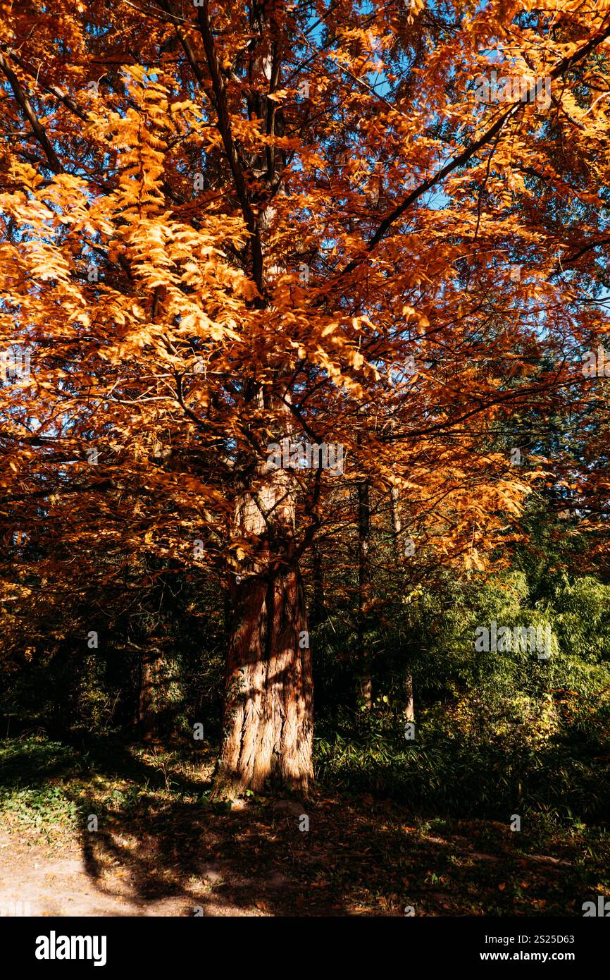 Vivid orange foliage of a majestic Metasequoia glyptostroboides (Dawn Redwood) illuminated by ...