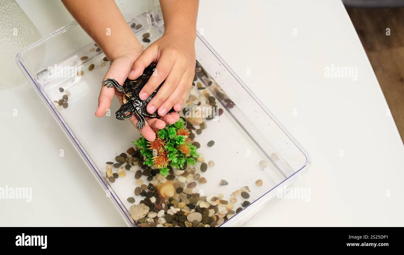 Turtle shell top view hi-res stock photography and images - Alamy