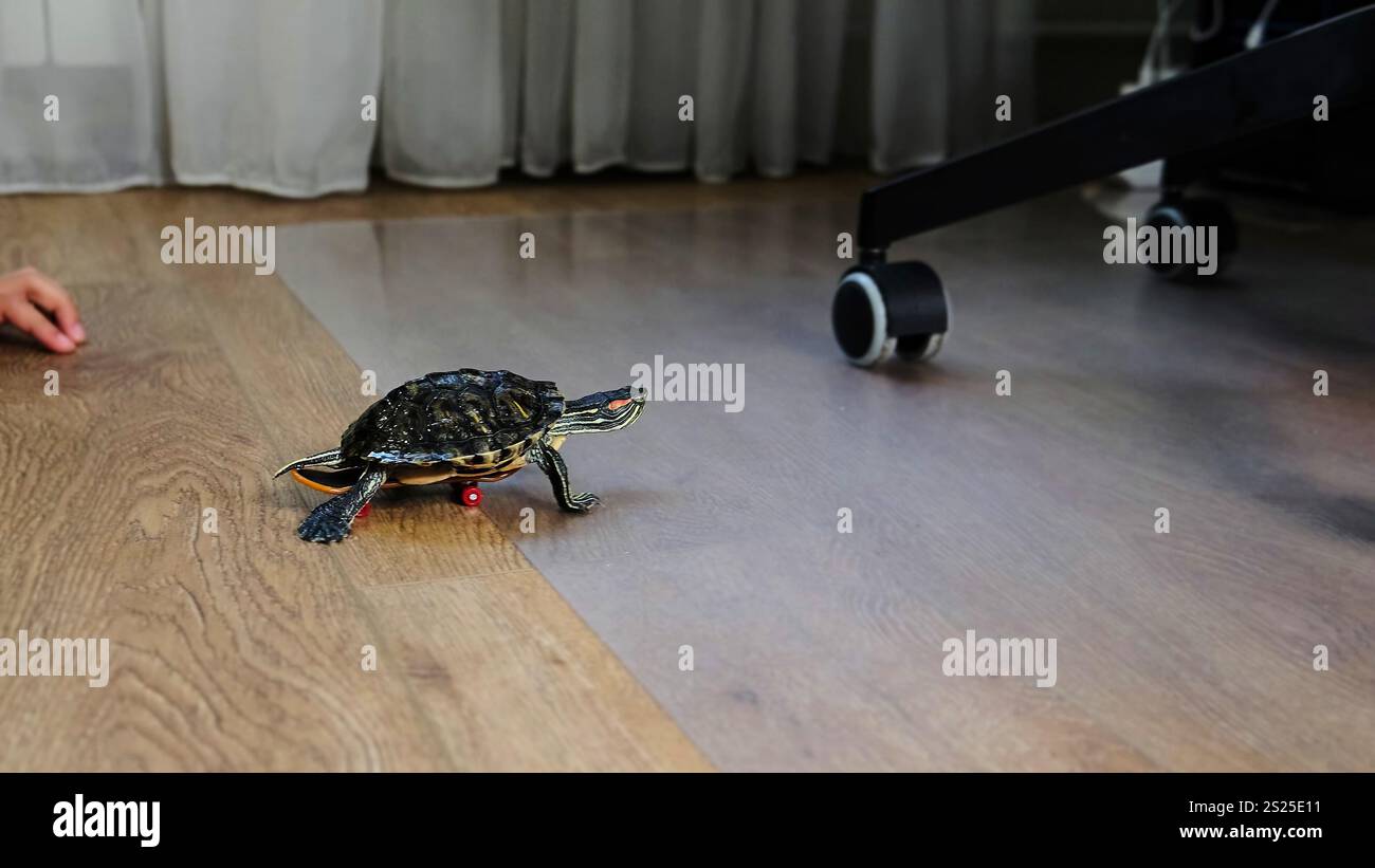 e turtle rides a tiny skateboard across a hardwood floor, moving towards an office chair in a ...