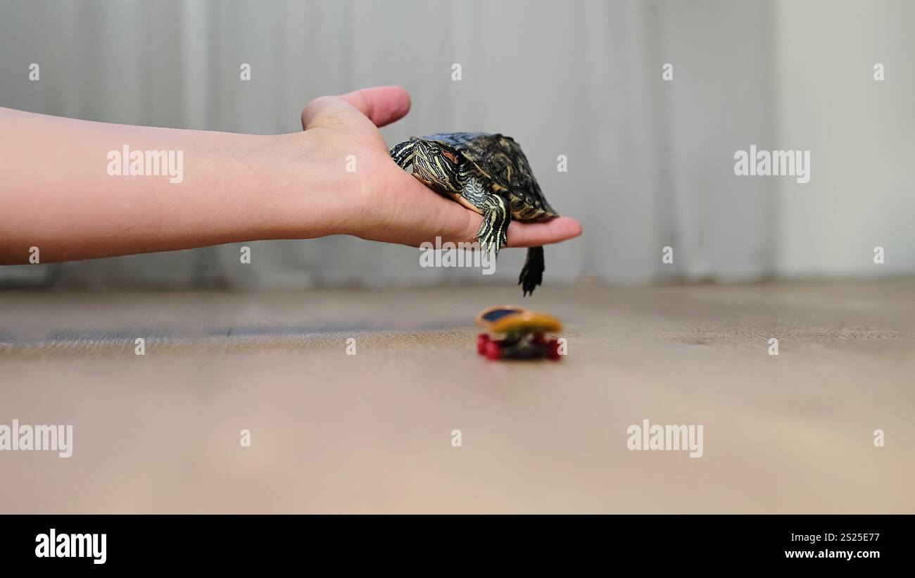 Hand held shot turtle close hi-res stock photography and images - Alamy
