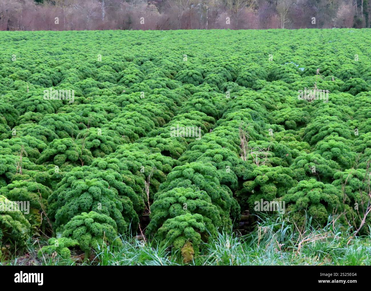 ...eines der wertvollsten Wintergemuese - der Gruenkohl - hier in einer ...