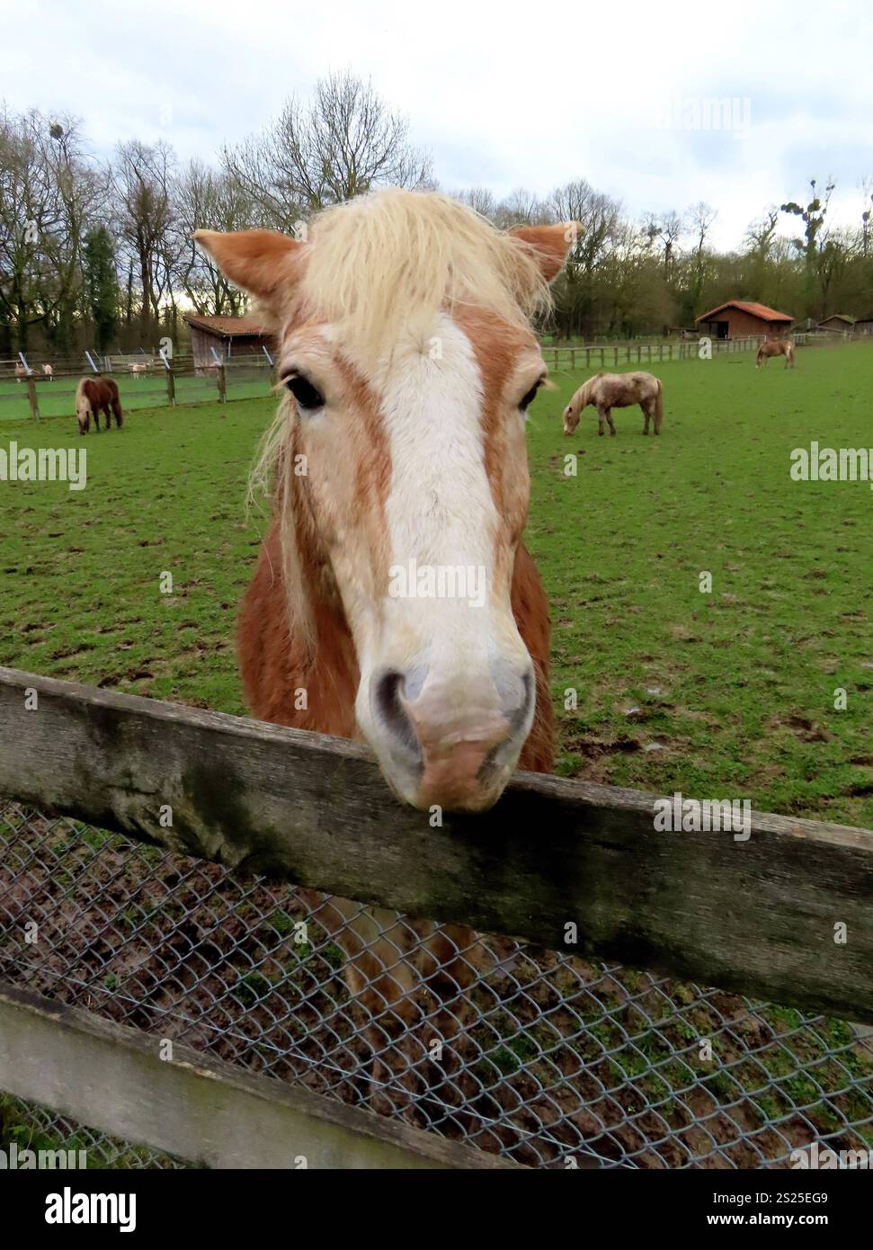 ...ein bildschoenes Portraet eines Haflinger Pferdes... Haflinger Pferd ...