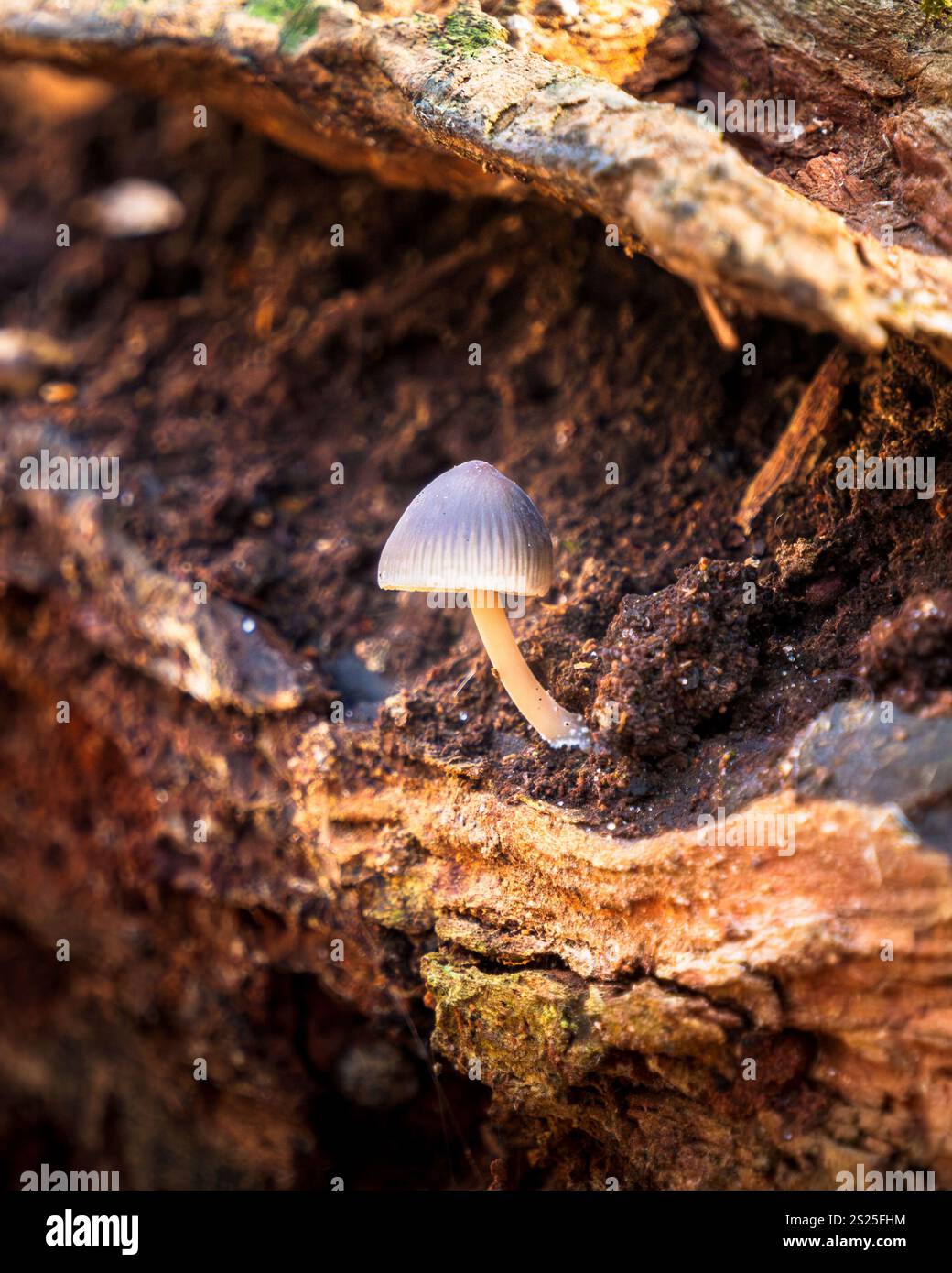 small bonnet mushroom growing in a rotten log Stock Photo - Alamy