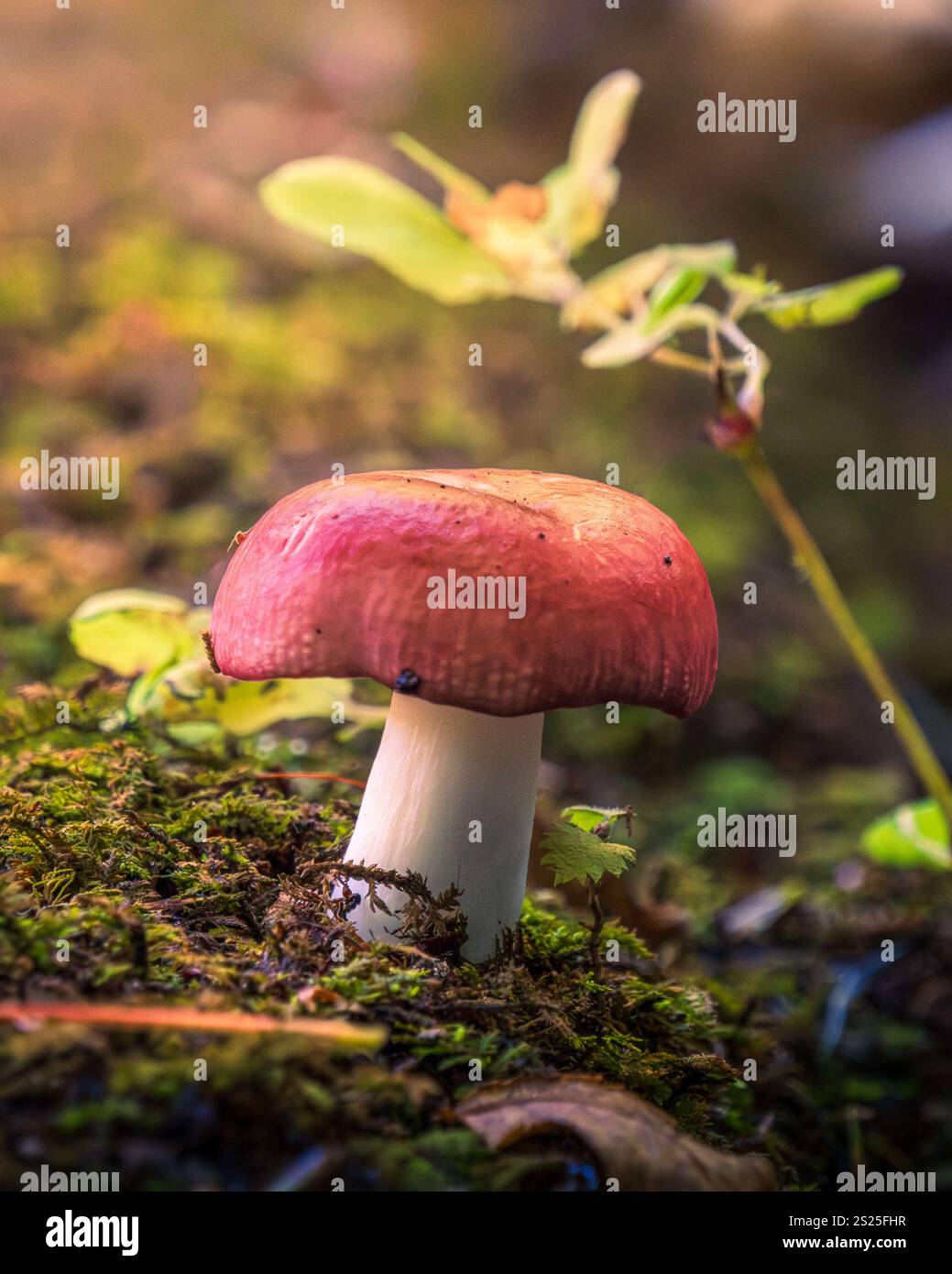 russula emetica mushroom on a rotting log Stock Photo - Alamy