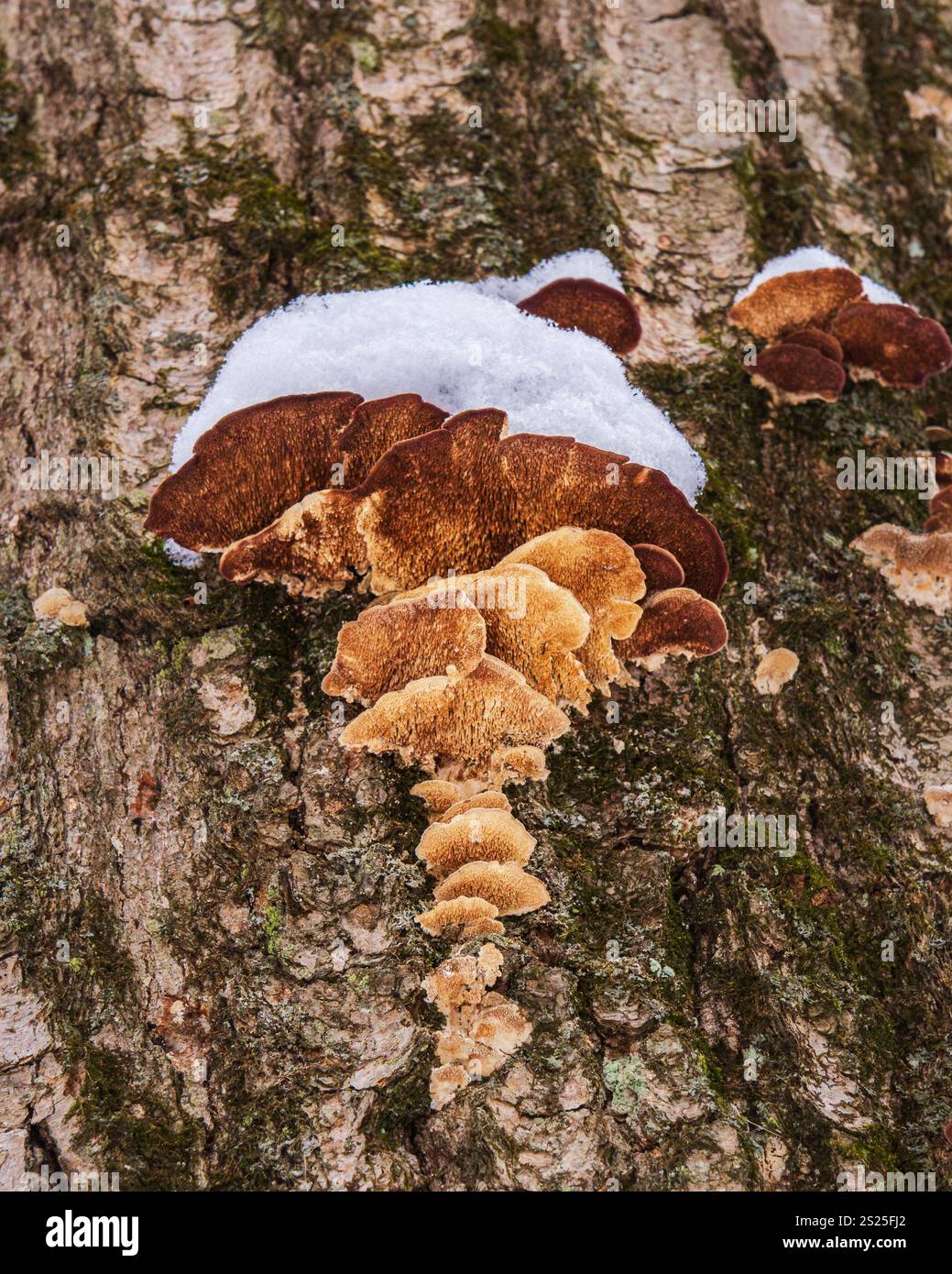 shelf fungus growing on moss-covered tree Stock Photo - Alamy