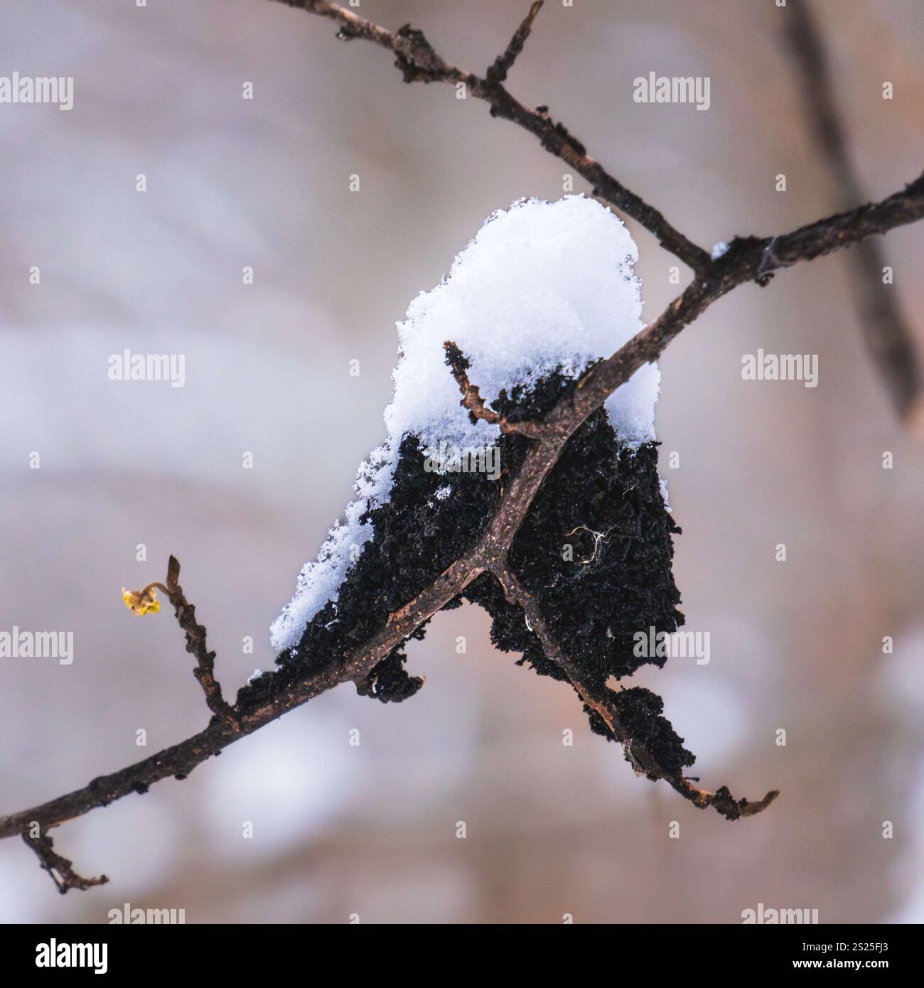 snow-covered sooty mold fungus growing on a tree branch Stock Photo - Alamy
