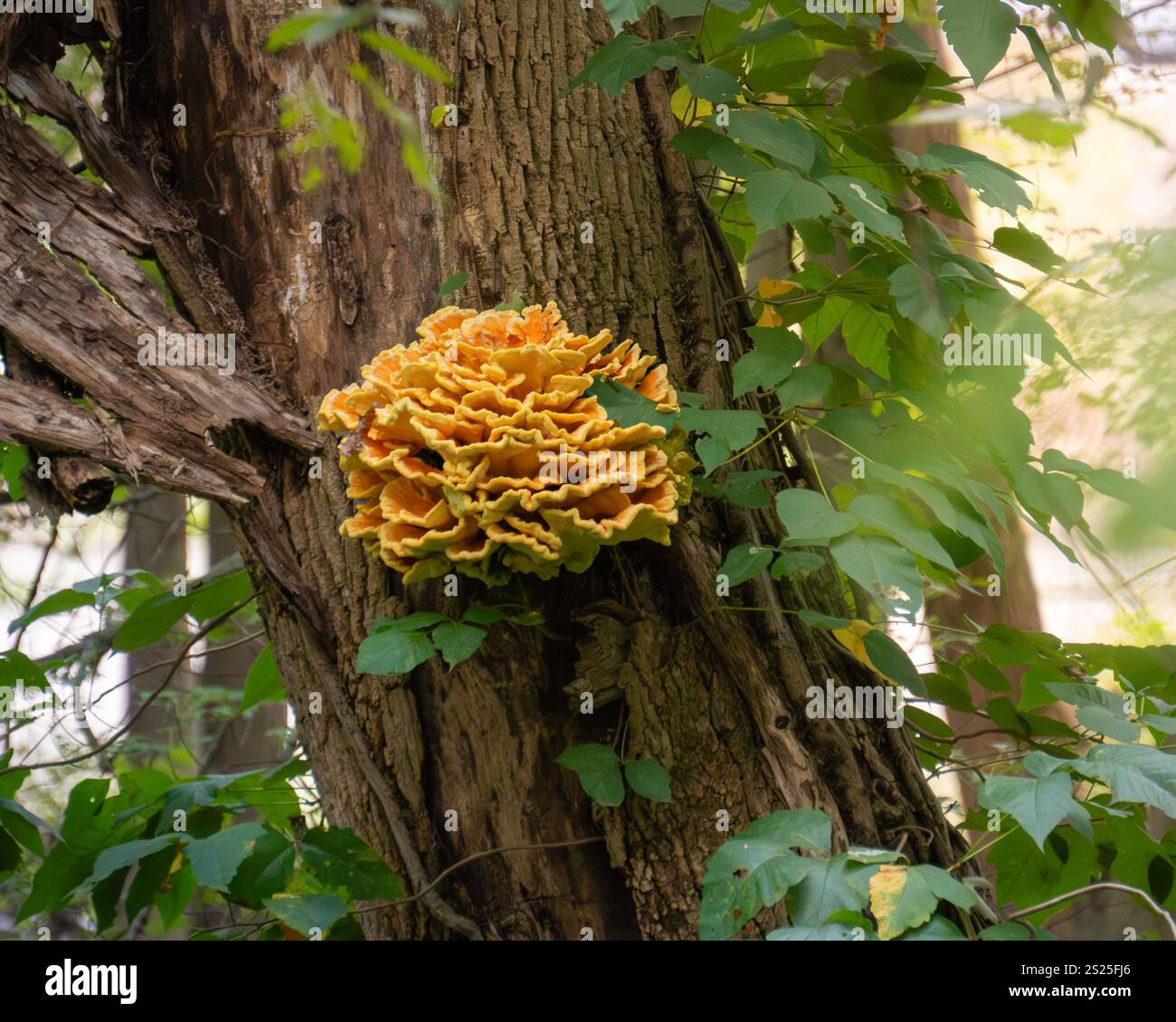 Chicken of the woods plant hi-res stock photography and images - Alamy
