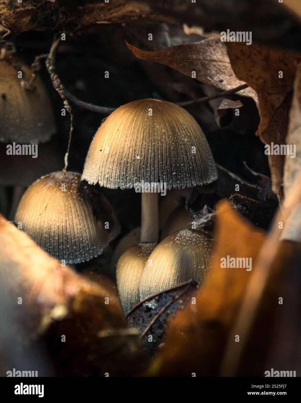 inky cap mushrooms in the forest floor Stock Photo - Alamy
