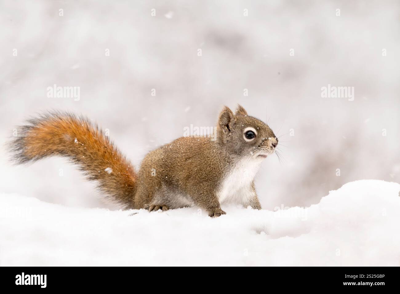 Red Squirrel. Winter, Alaska Stock Photo - Alamy