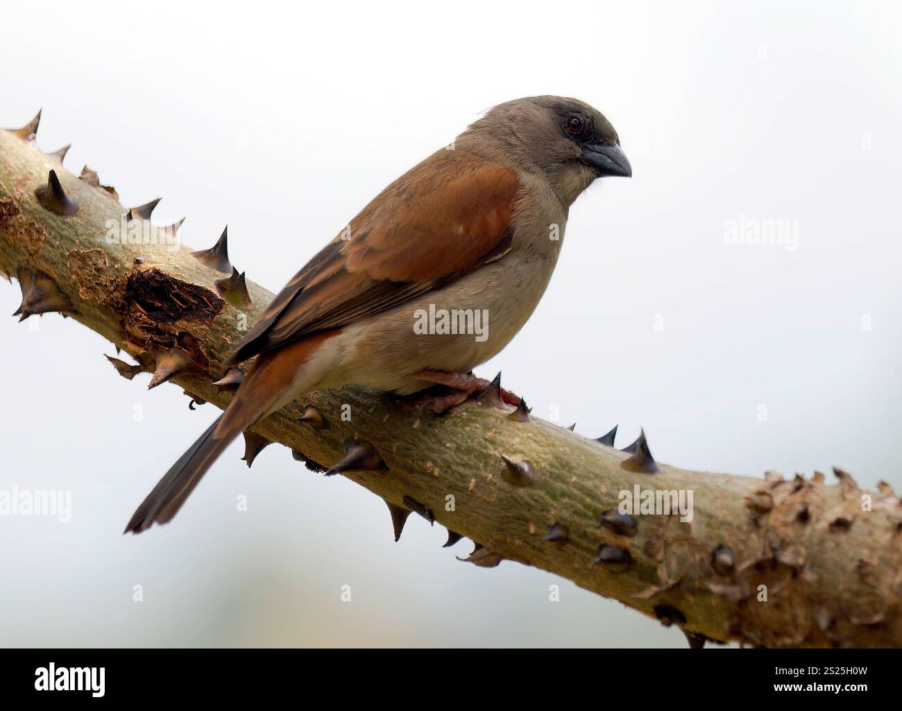 Northern grey-headed sparrow, Graukopfsperling, Moineau gris, Passer ...