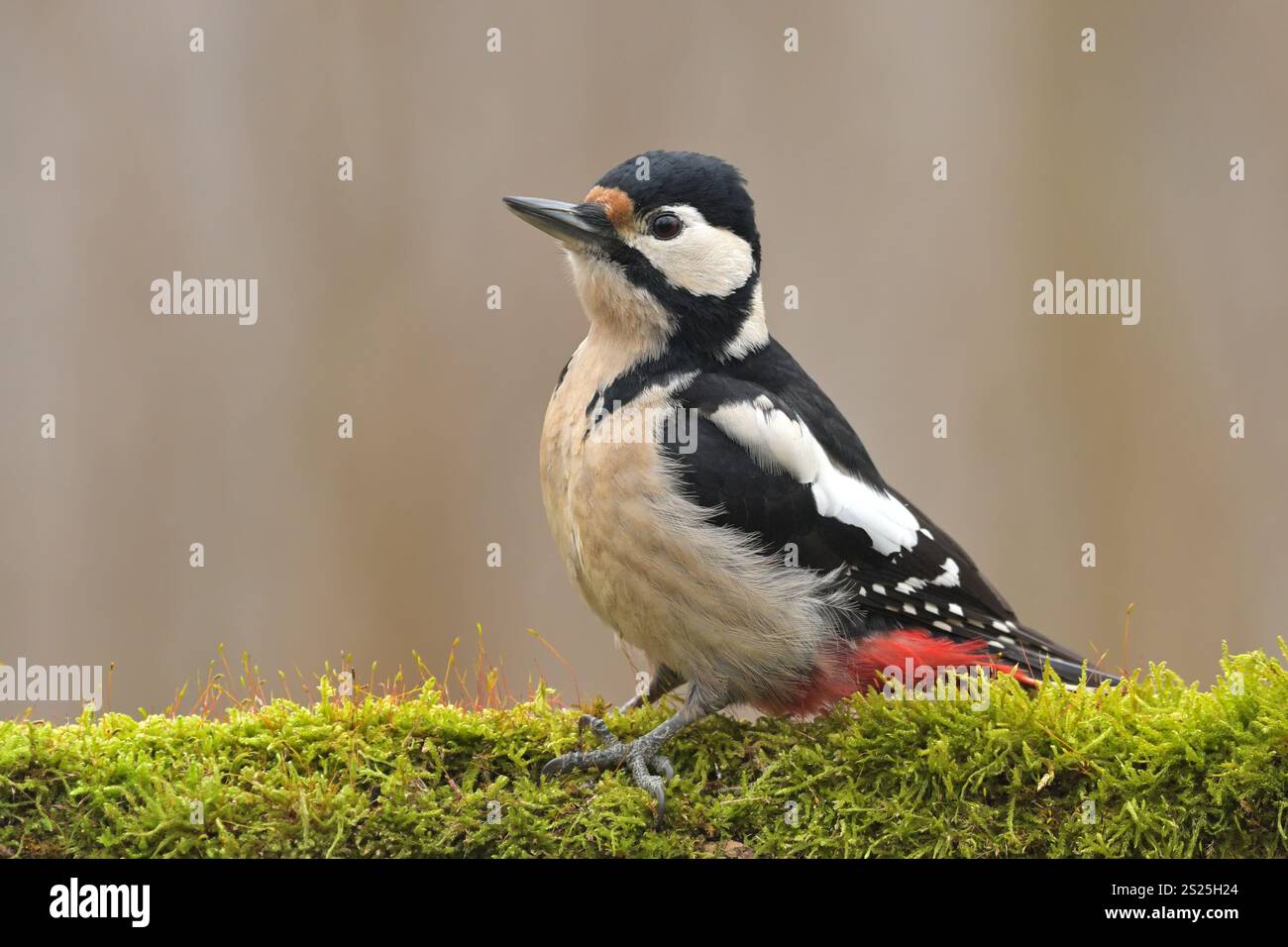 Great spotted woodpecker Dendrocopos major bird songbird wildlife ...