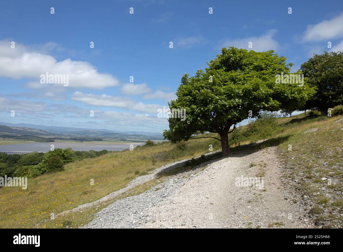 Wildflower meadow on the slopes of Arnside Knott Westmorland and ...