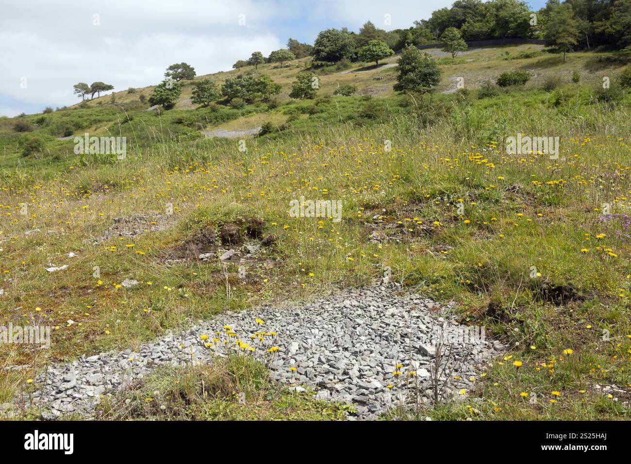 Wildflower meadow on the slopes of Arnside Knott Westmorland and ...