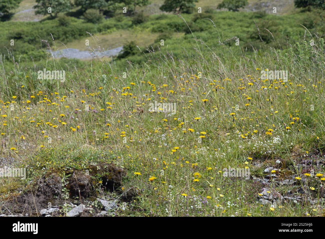 Wildflower meadow on the slopes of Arnside Knott Westmorland and ...