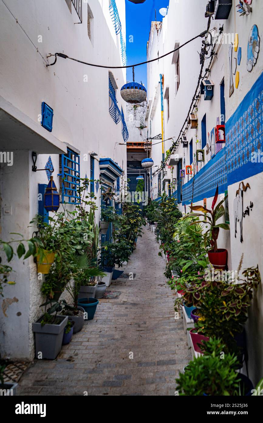 Lush plant life spotted in the historical casbah of Tangier, Morocco ...