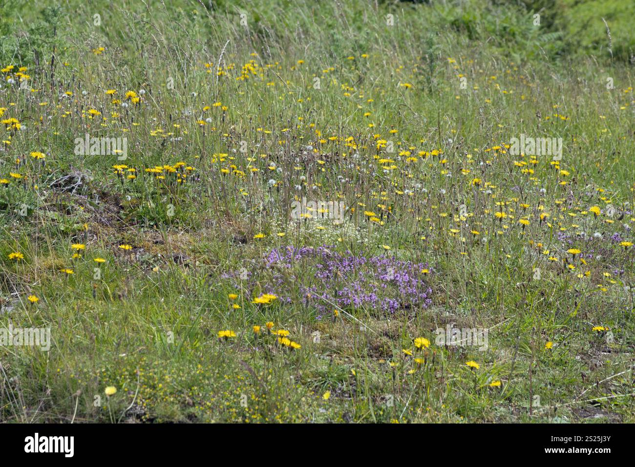 Wildflower meadow on the slopes of Arnside Knott Westmorland and ...