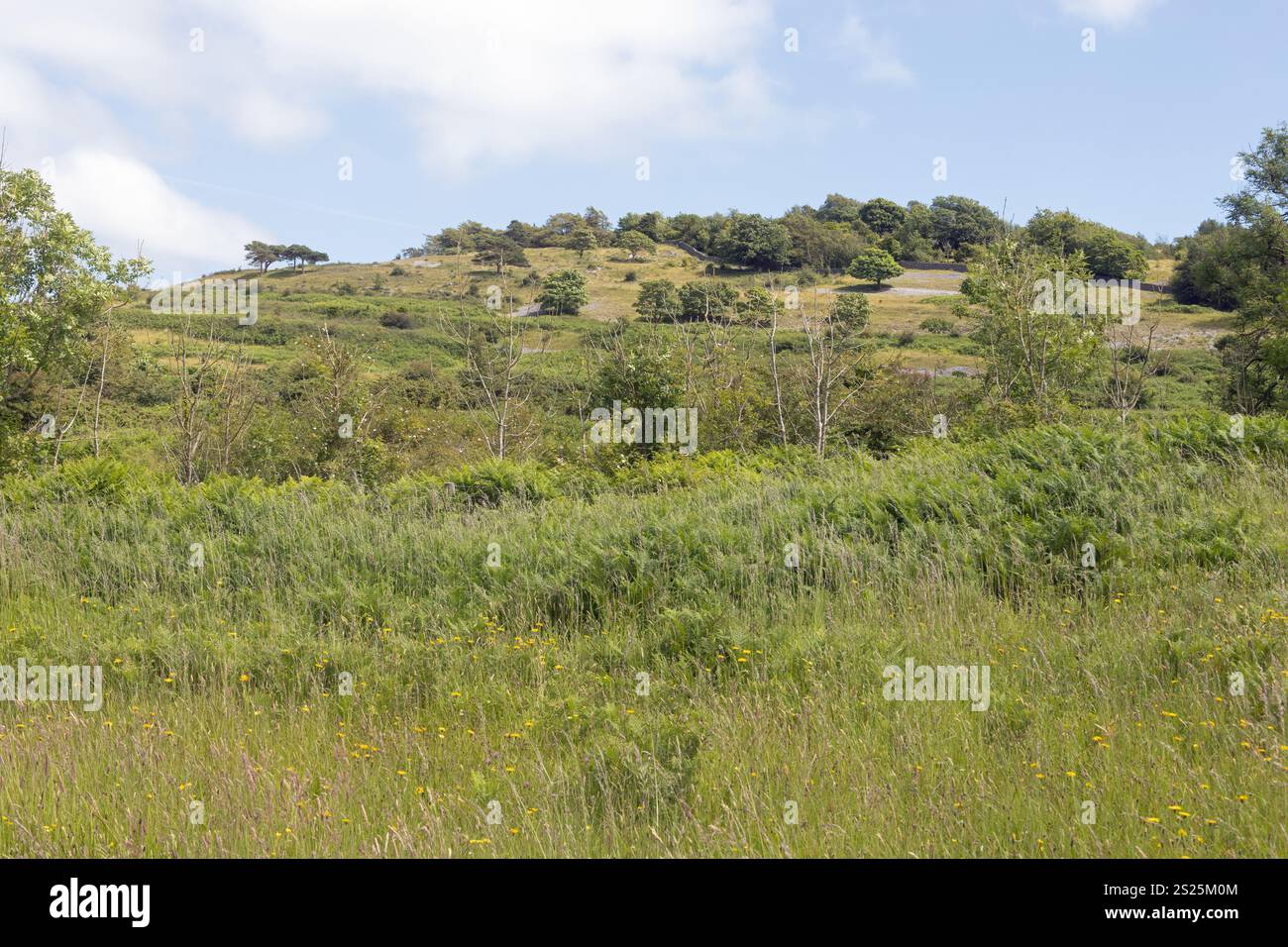 Wildflower meadow on the slopes of Arnside Knott Westmorland and ...