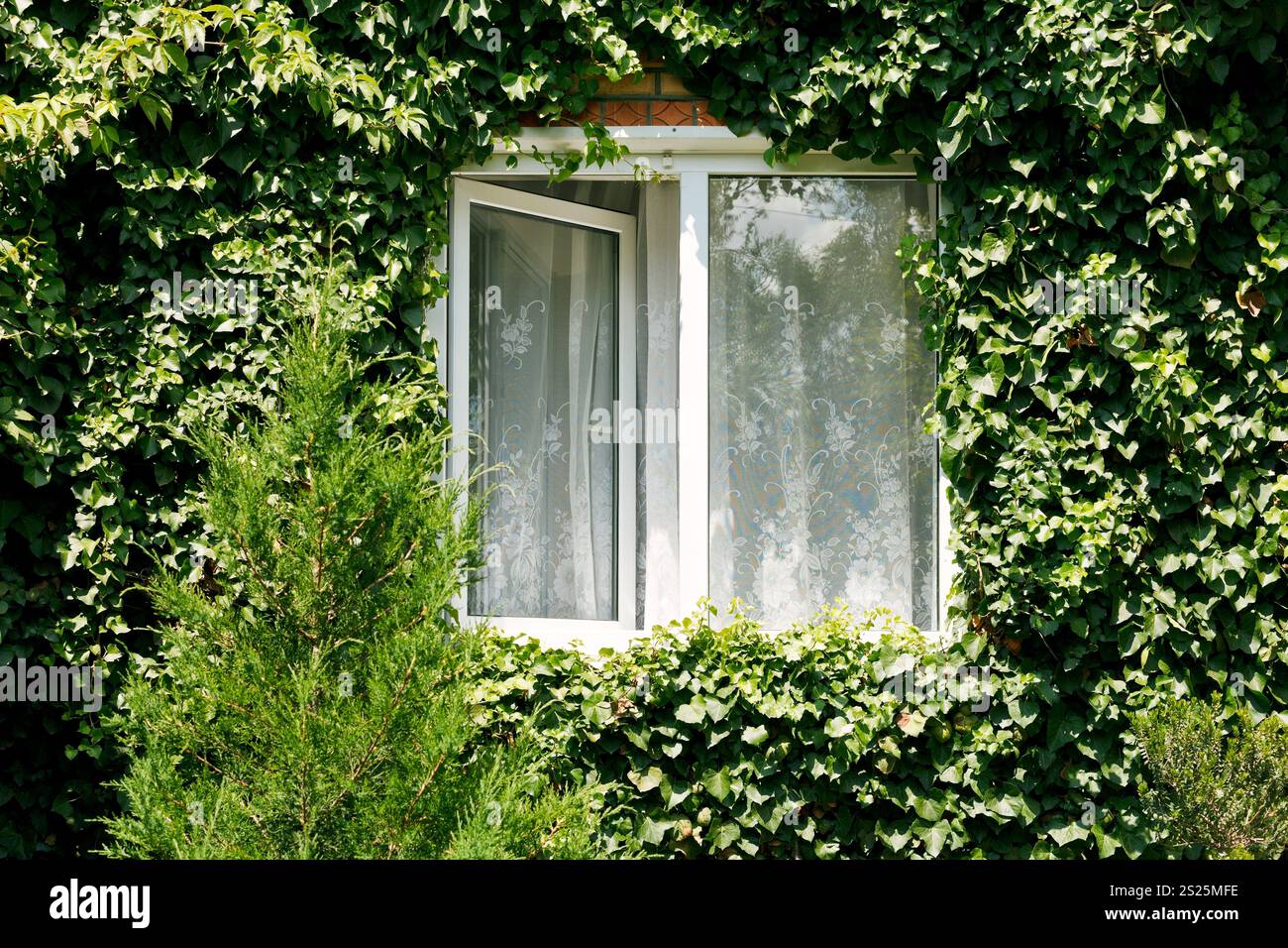 green ivy around new open window in country house in sunny day Stock ...
