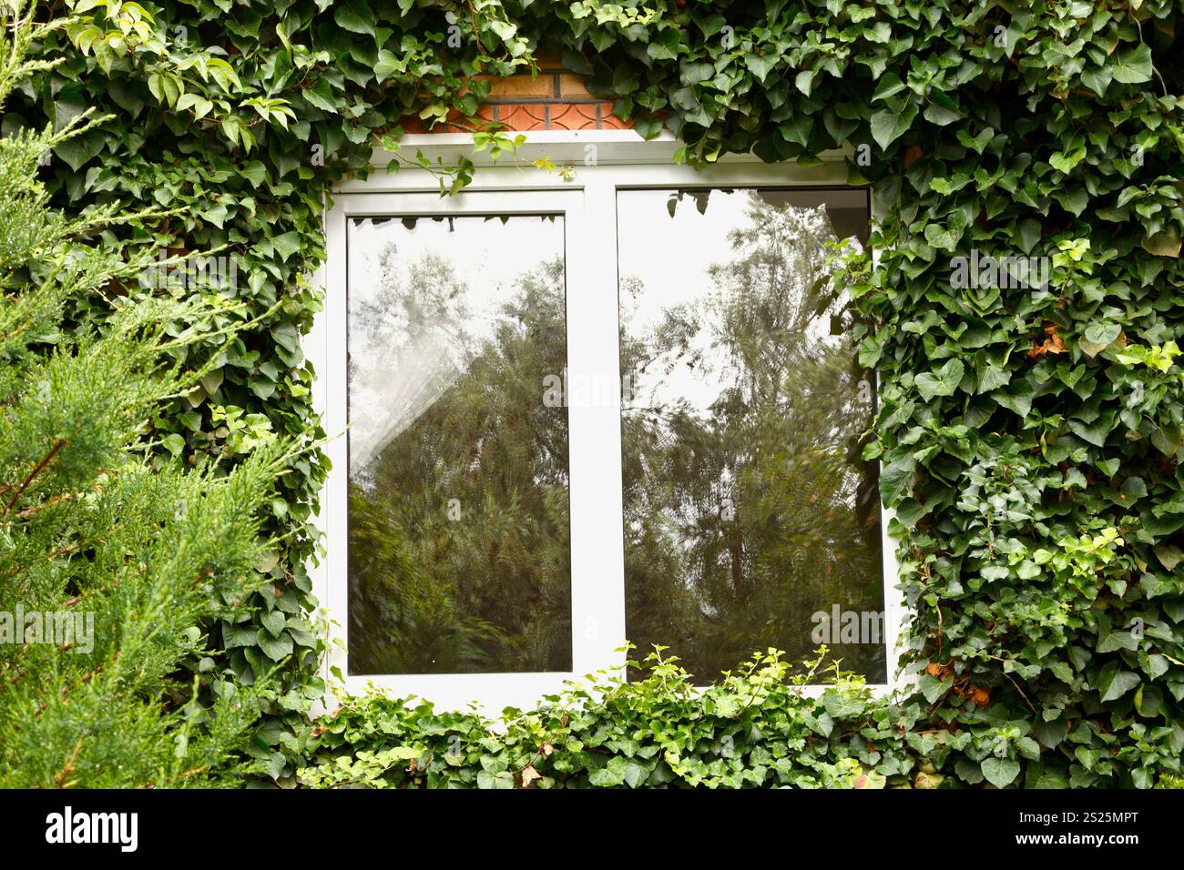 green ivy around new plastic window in country house Stock Photo - Alamy