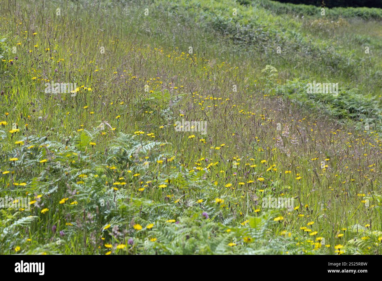 Wildflower meadow on the slopes of Arnside Knott Westmorland and ...