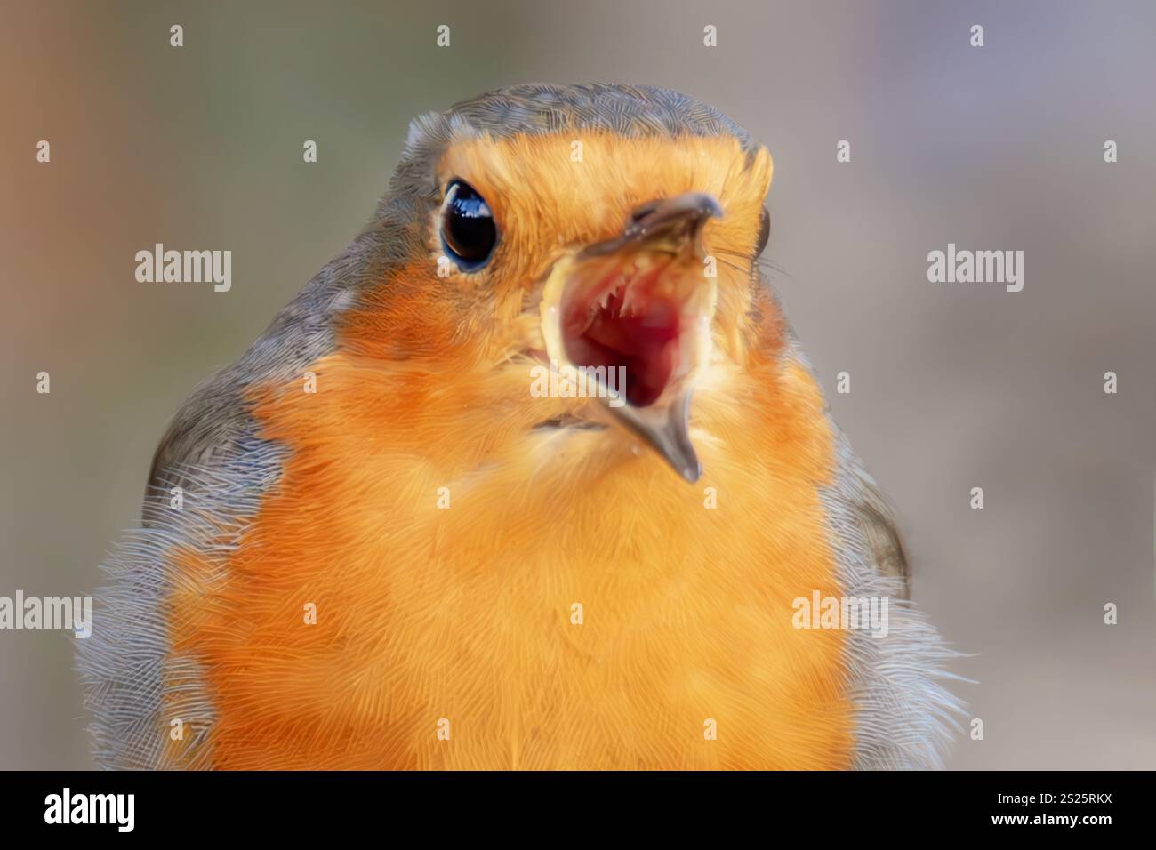 Chirping and singing hi-res stock photography and images - Alamy